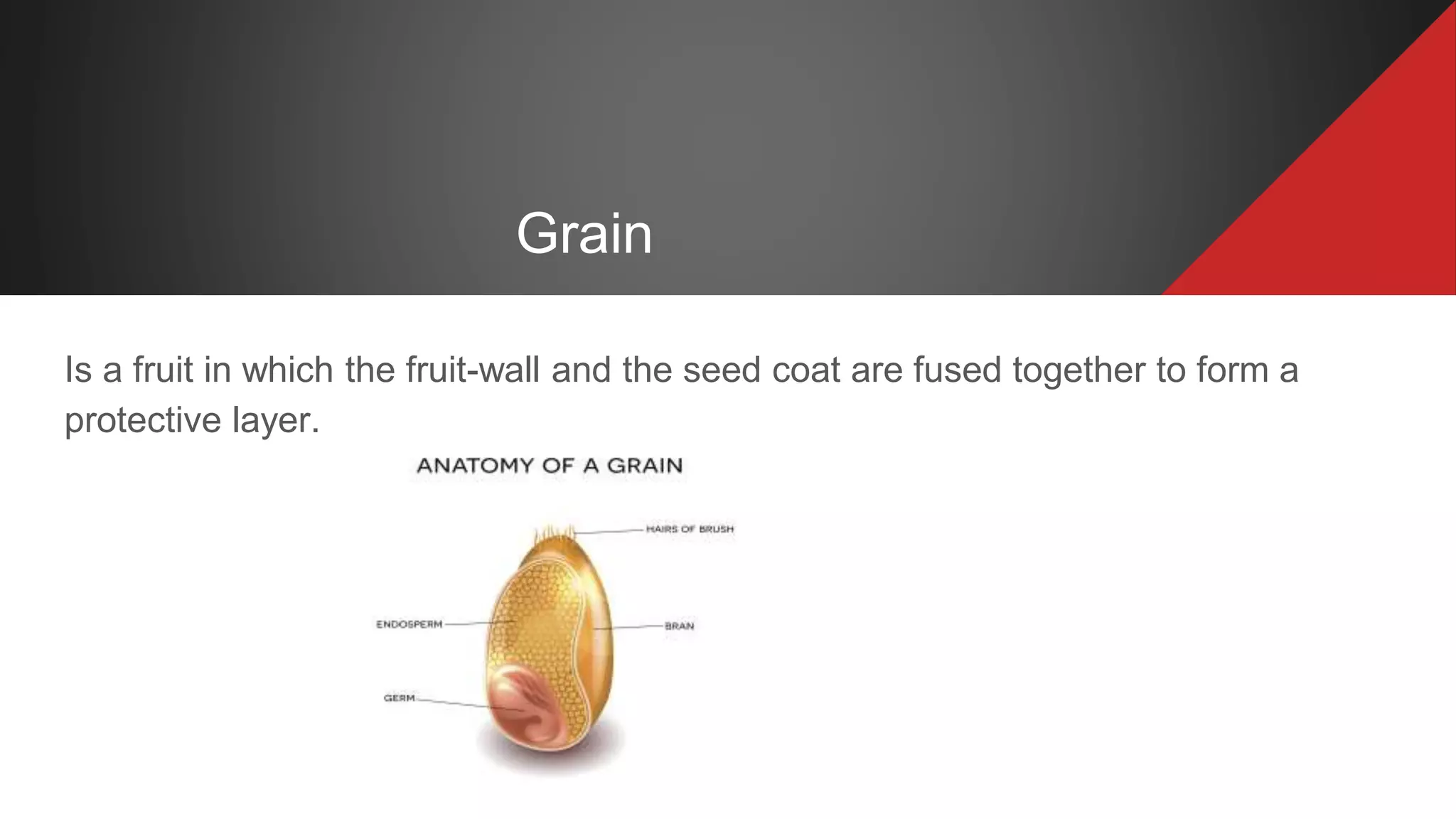 Seed structure and germination | PPTX