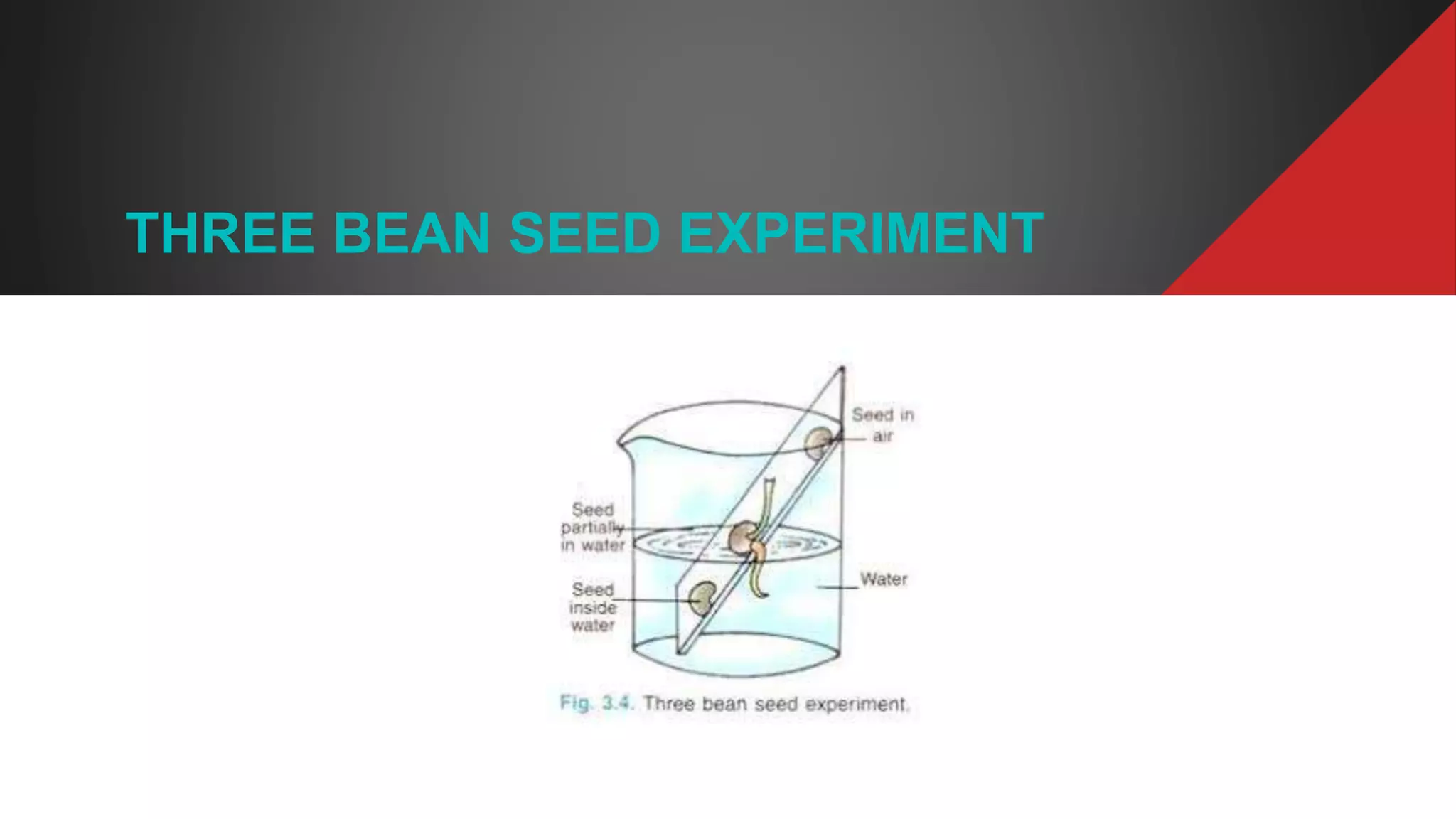 Seed structure and germination | PPTX
