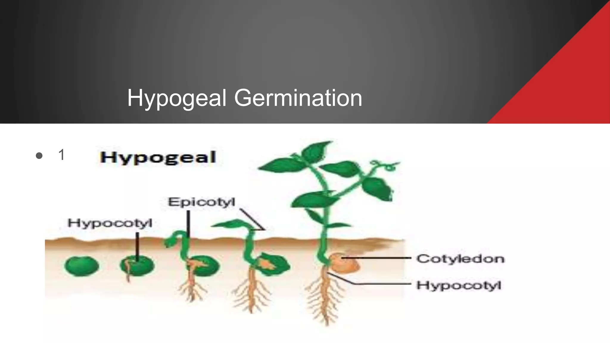 Seed structure and germination | PPTX