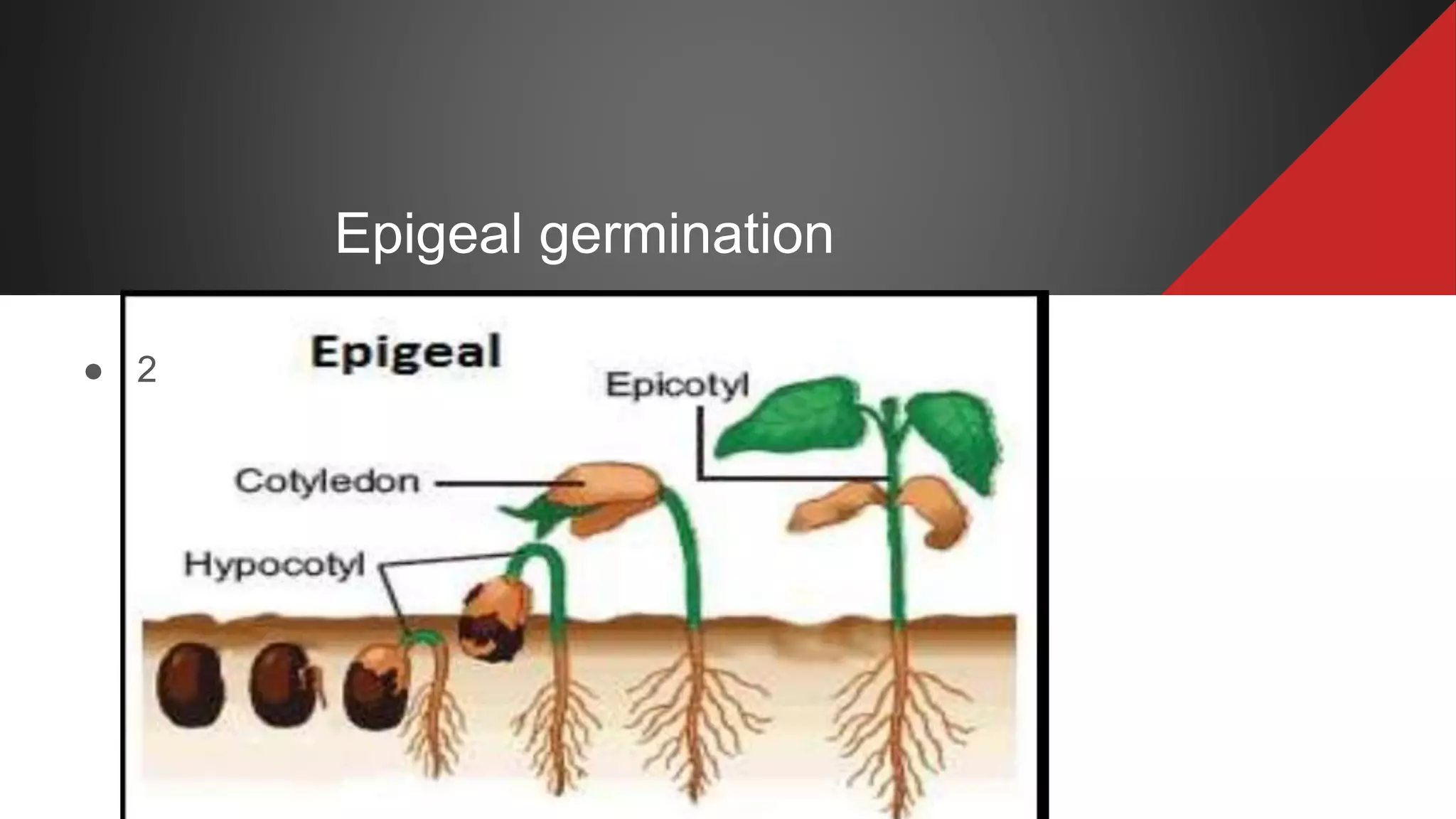 Seed structure and germination | PPTX