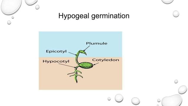 Seed structure and germination | PPT