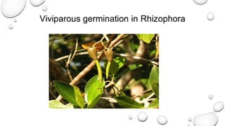 Seed structure and germination | PPTX