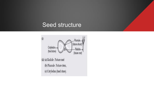 Seed structure and germination | PPTX | Gardening | Home & Garden