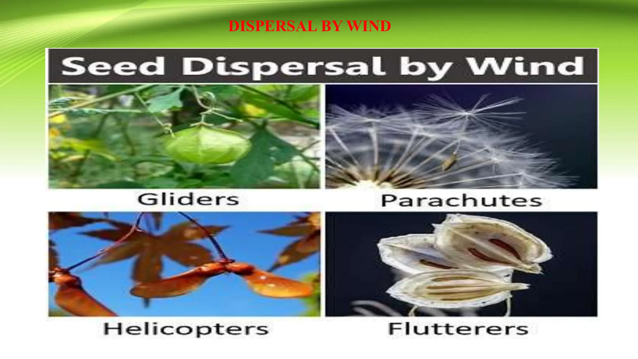 Seed Structure, Dispersal and Ecological Significance | PDF