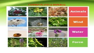 Seed Structure, Dispersal and Ecological Significance | PDF