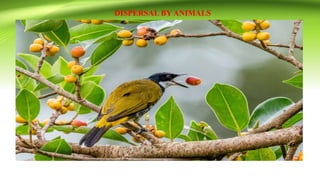 Seed Structure, Dispersal and Ecological Significance | PDF