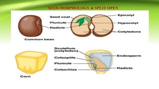 Seed Structure, Dispersal and Ecological Significance | PDF
