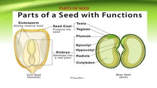Seed Structure, Dispersal and Ecological Significance | PDF