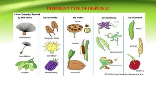 Seed Structure, Dispersal and Ecological Significance | PDF