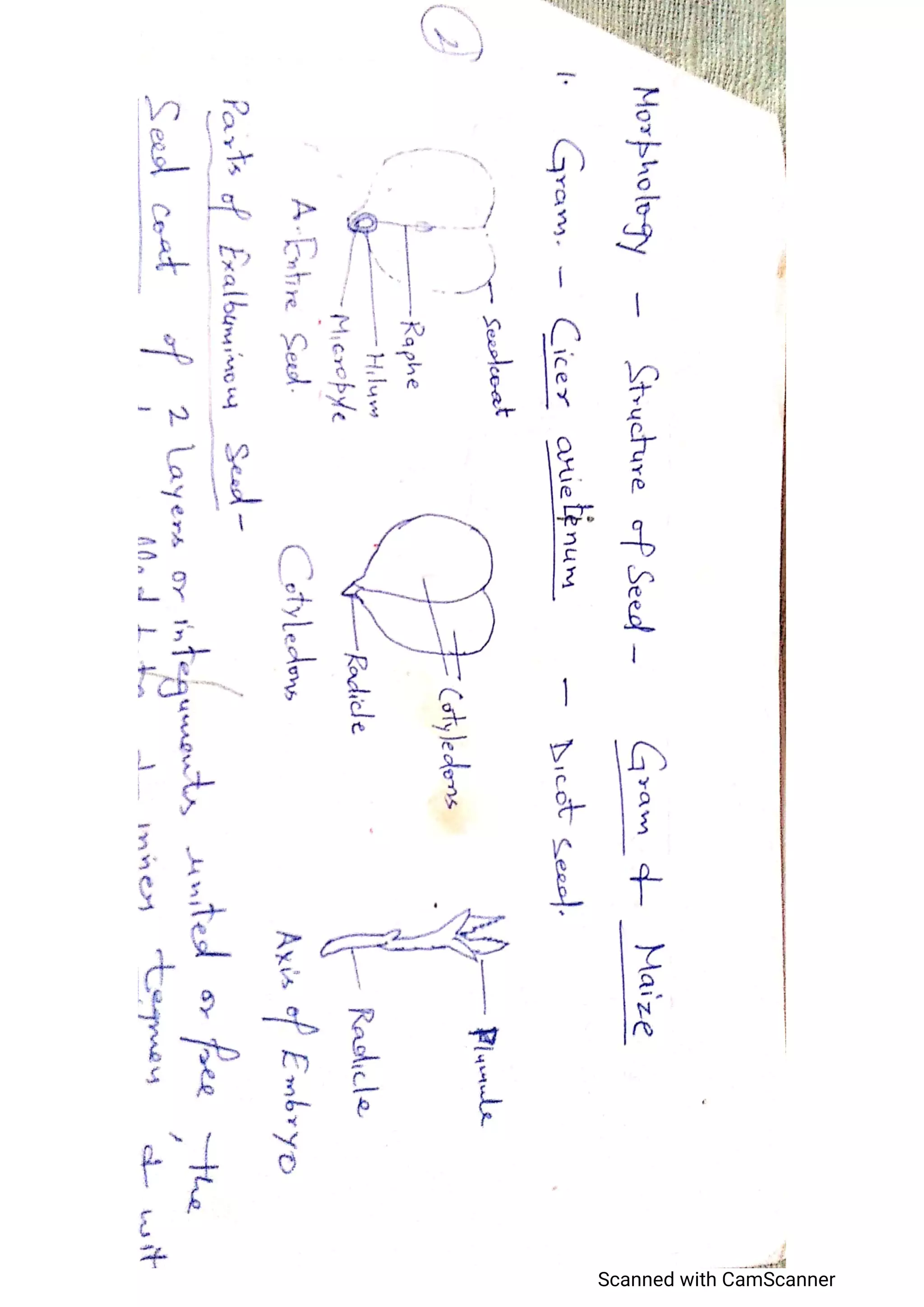 Seed structure | PDF