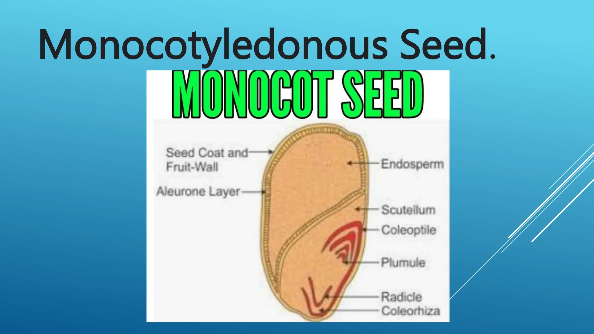 Dispersal mechanism in seed(by water and animal ) | PPT