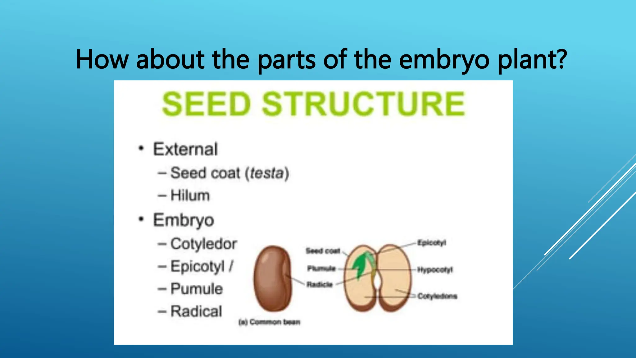 Dispersal mechanism in seed(by water and animal ) | PPT