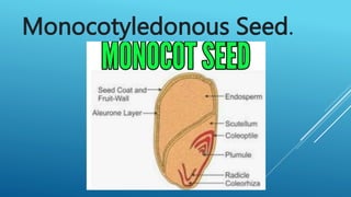 Dispersal mechanism in seed(by water and animal ) | PPT