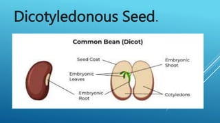 Dispersal mechanism in seed(by water and animal ) | PPT