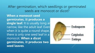 Dispersal mechanism in seed(by water and animal ) | PPT