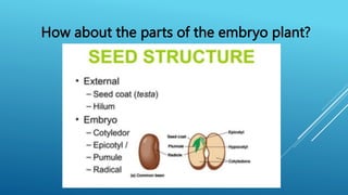 Dispersal mechanism in seed(by water and animal ) | PPT