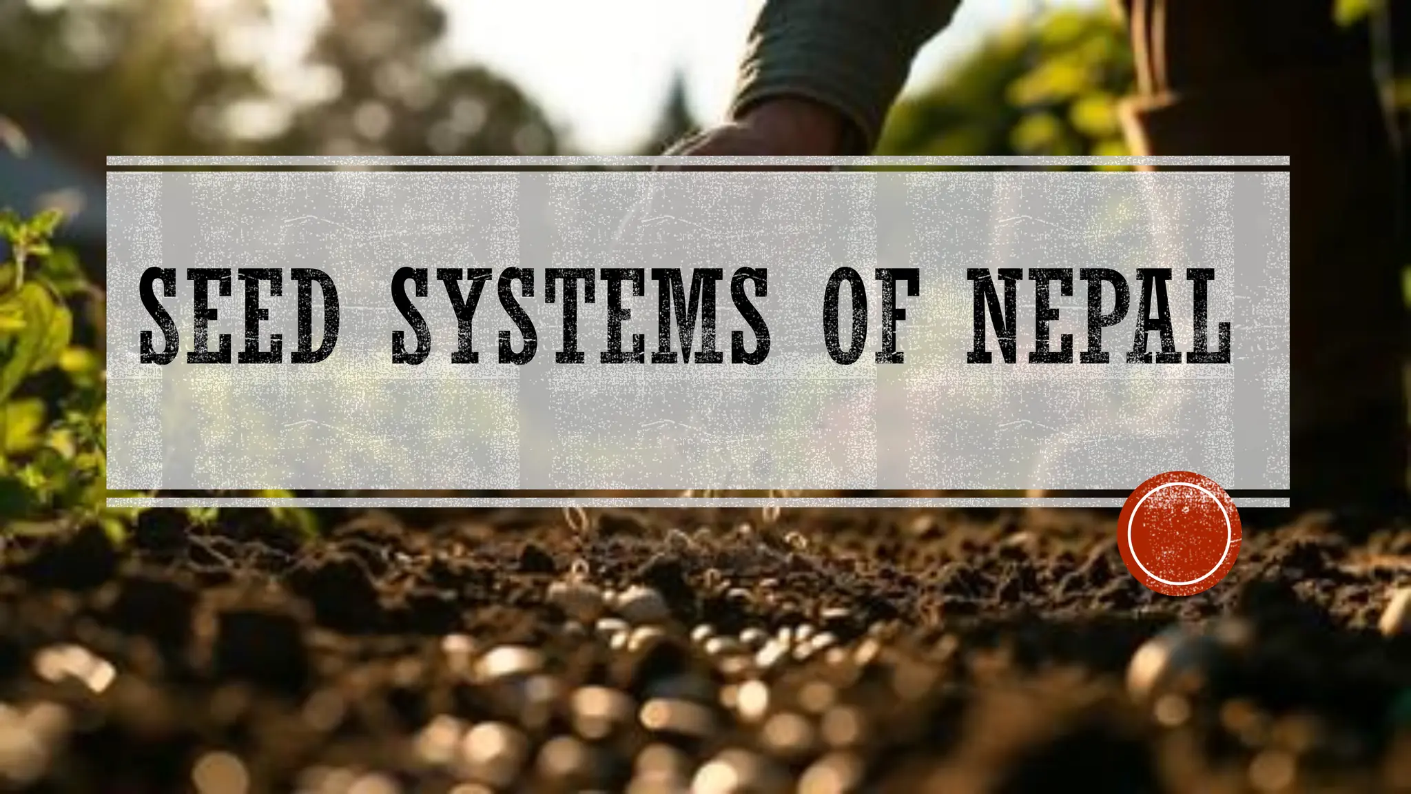 Seed system of nepal 5th semester lamjung campus | PDF