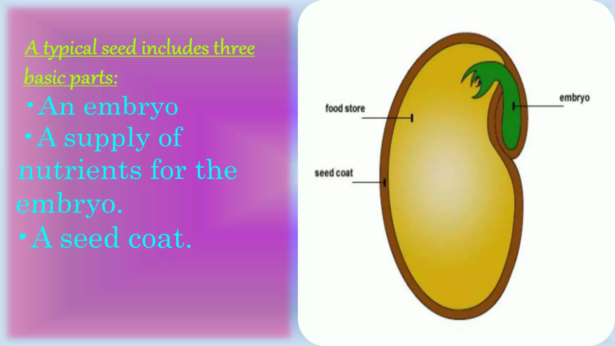 Seed Technology | PPTX