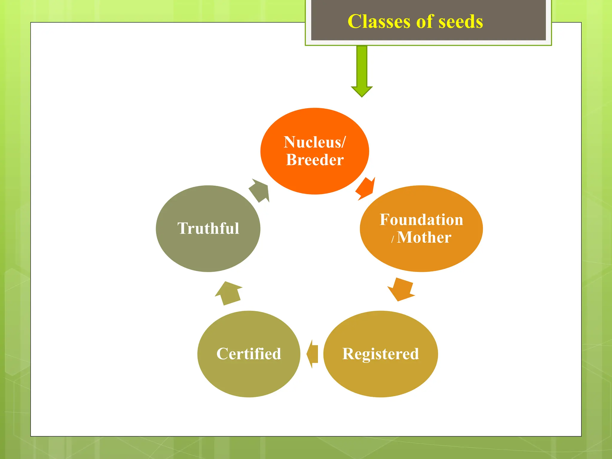 Seed technology concept, Seed formation, Structure, types of seed ...