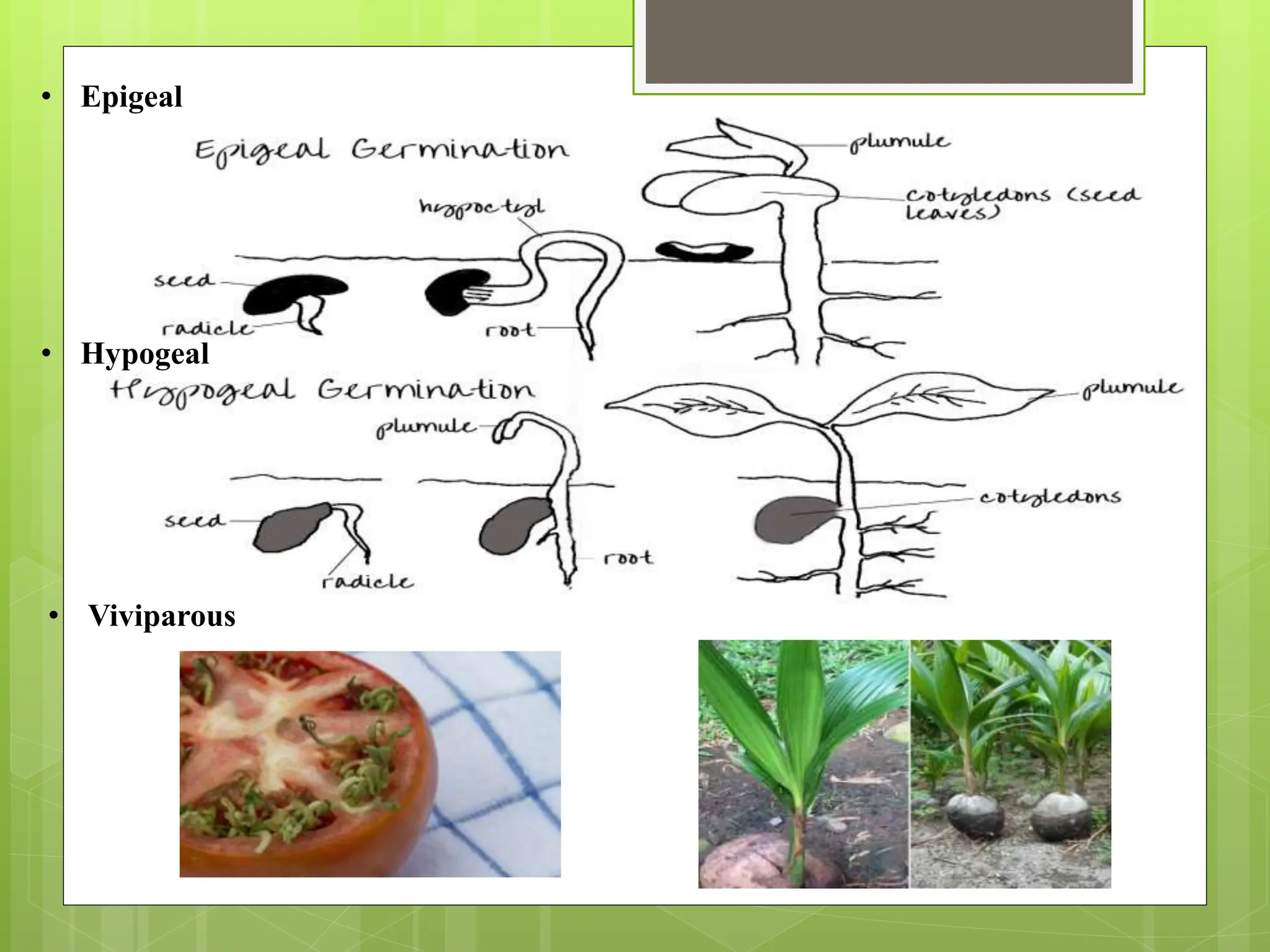 Seed technology concept, Seed formation, Structure, types of seed germination, role, goals and ...