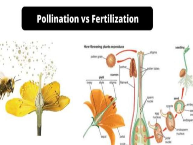 Seed technology concept, Seed formation, Structure, types of seed ...