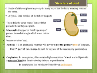 Seed technology concept, Seed formation, Structure, types of seed ...