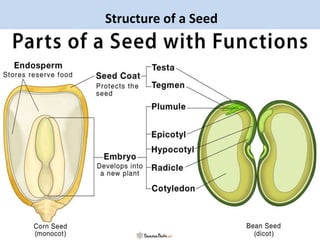 seed techonology.pptx