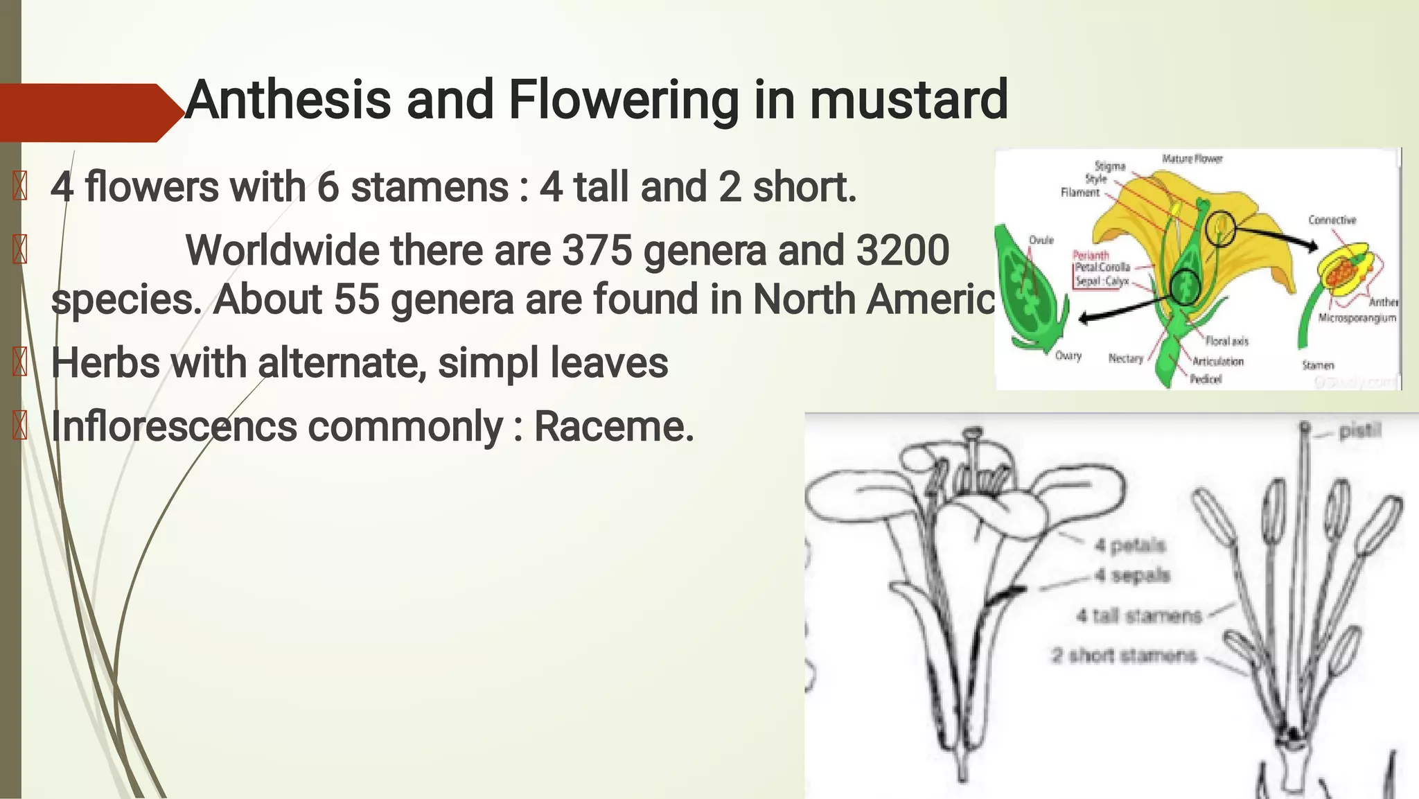 Seed tech ppt. mustard | PDF