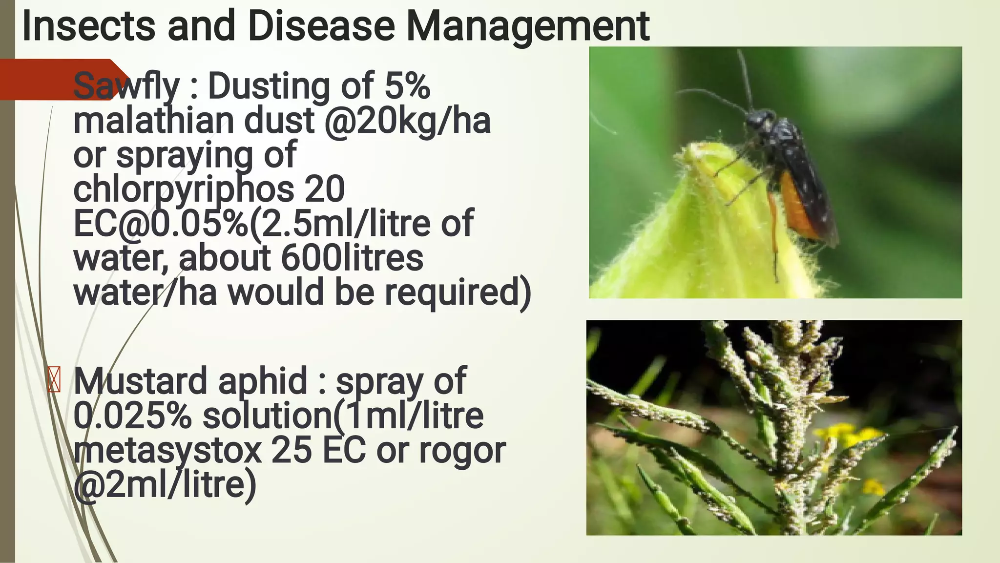 Seed tech ppt. mustard | PDF