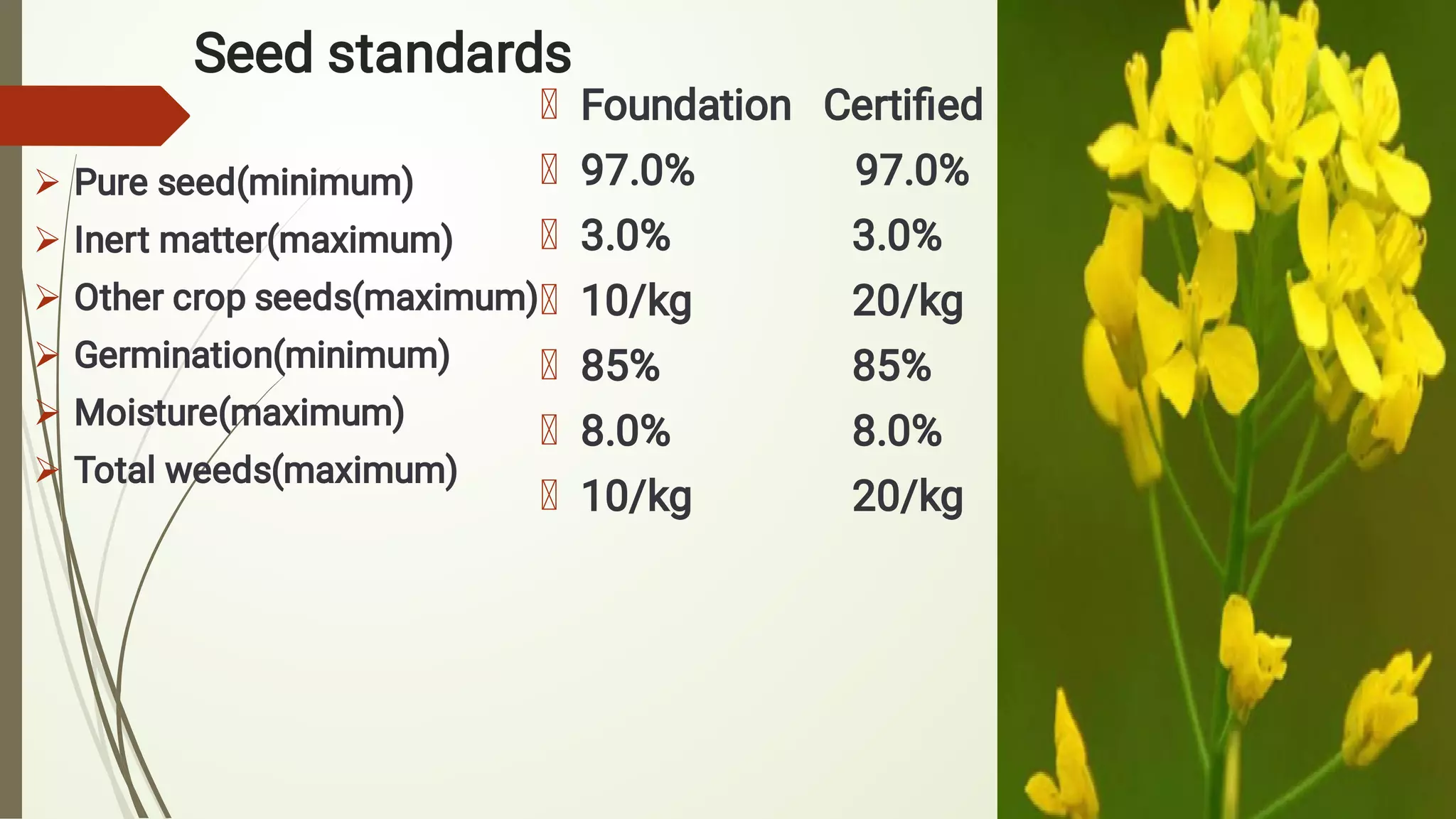 Seed tech ppt. mustard | PDF