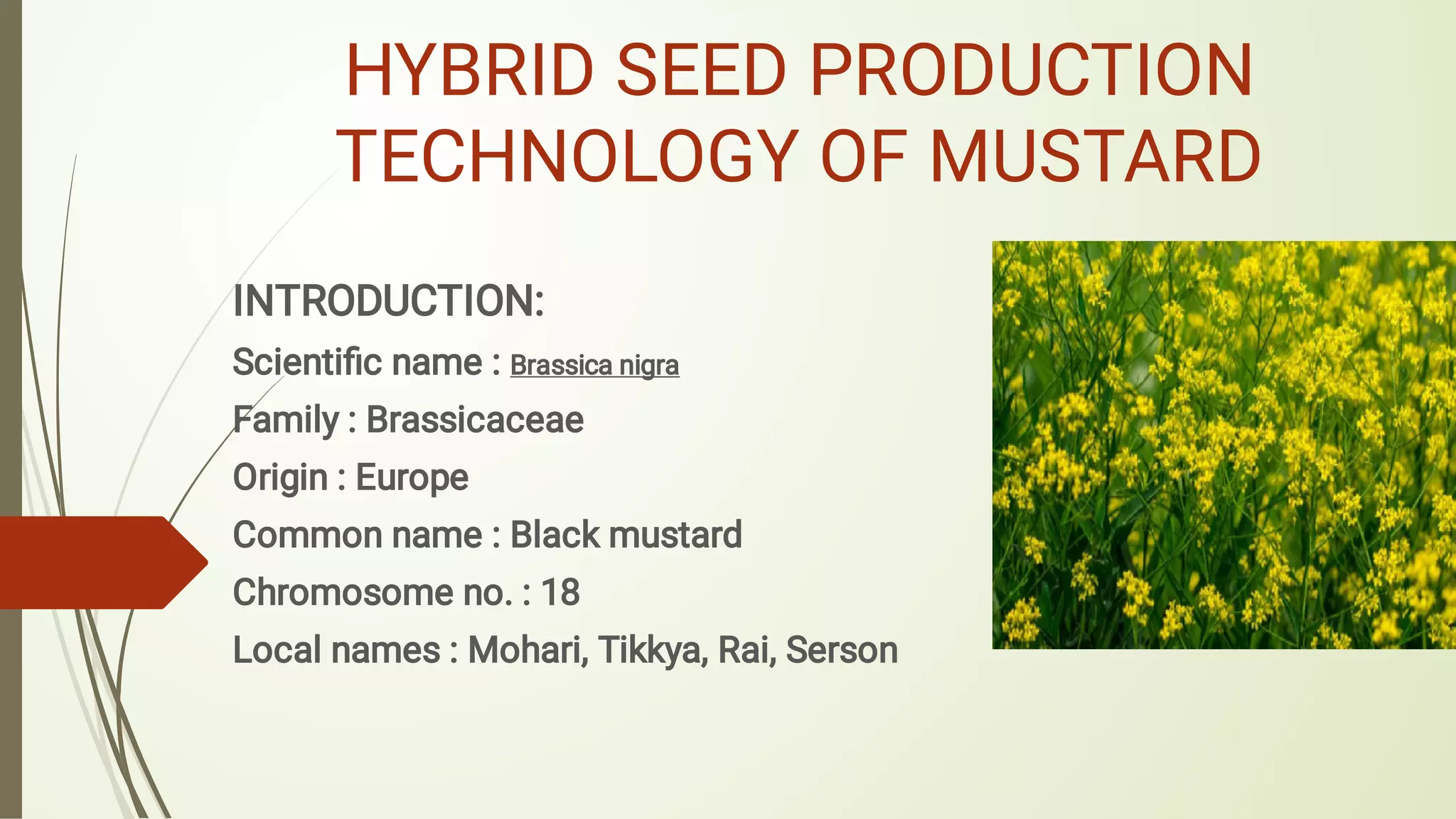 Seed tech ppt. mustard | PPT