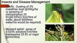 Seed tech ppt. mustard | PDF