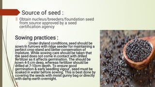 Seed tech ppt. mustard | PDF