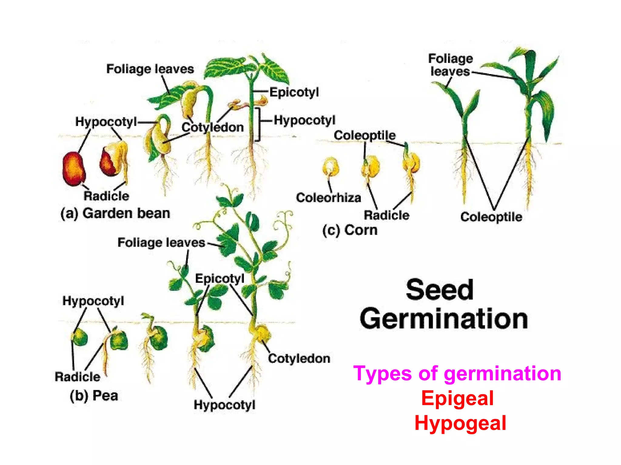 Seed testing in pulses and oilseeds | PPT | Agriculture | Industries