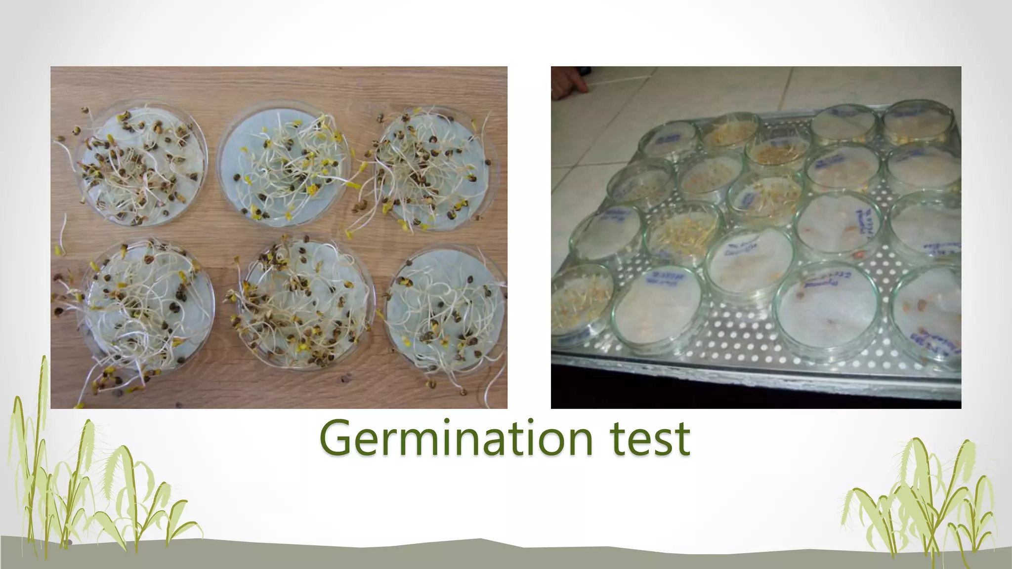 Seed testing and sampling | PPTX
