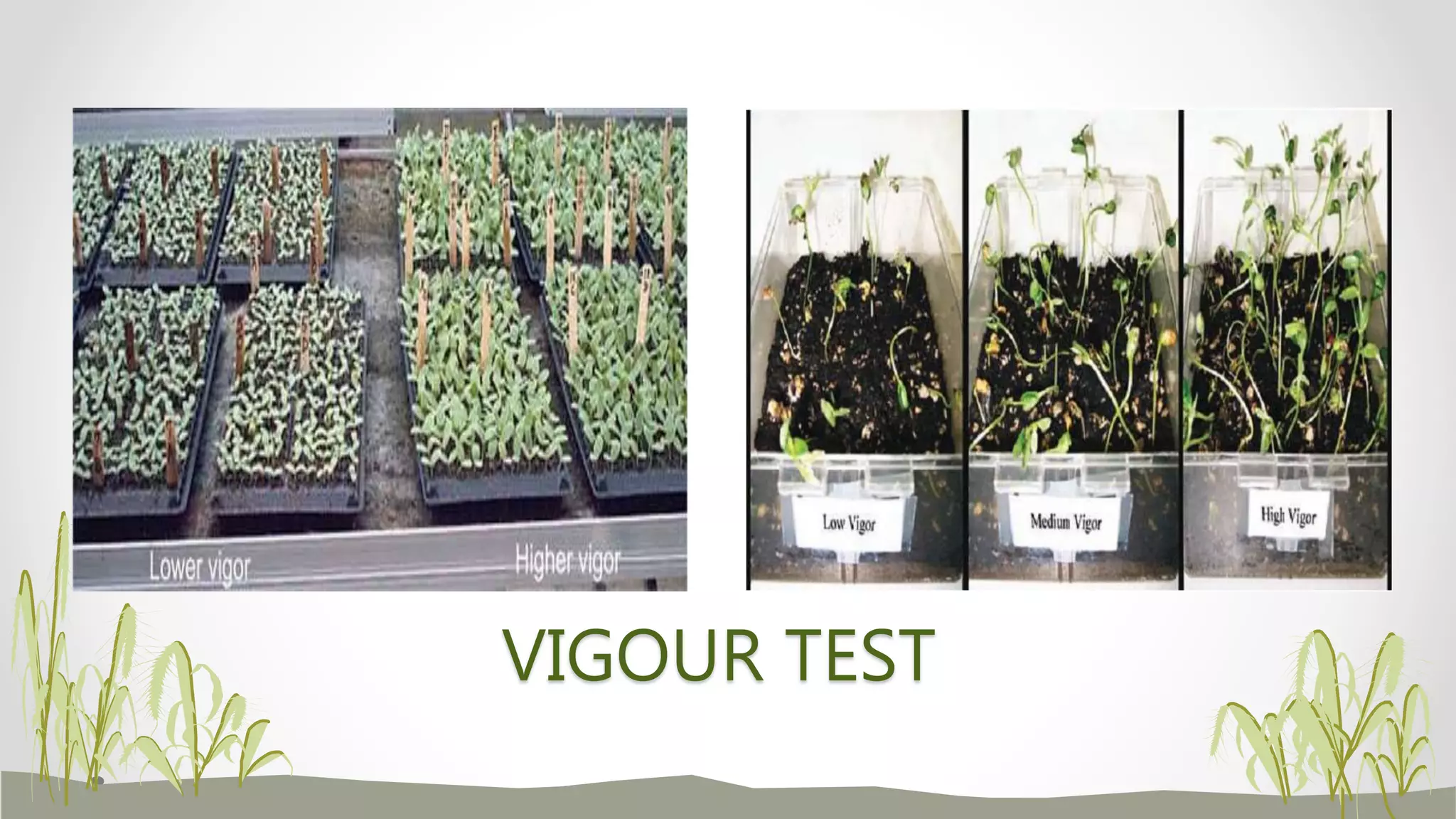 Seed testing and sampling | PPTX