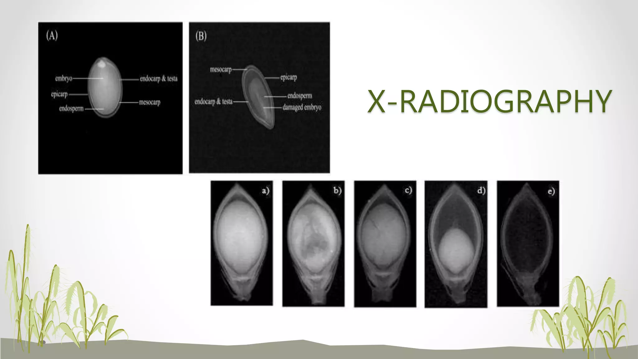 Seed testing and sampling | PPTX