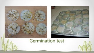Seed testing and sampling | PPT