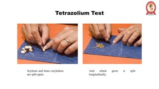 Seed testing-Vigour and Viability.pptx
