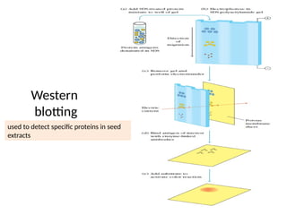 SEED TESTING AND DETECTION METHODS FOR SEED BORNE.pptx