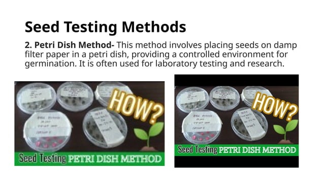 Seed Testing for Grade 12 students. PPts | PPT