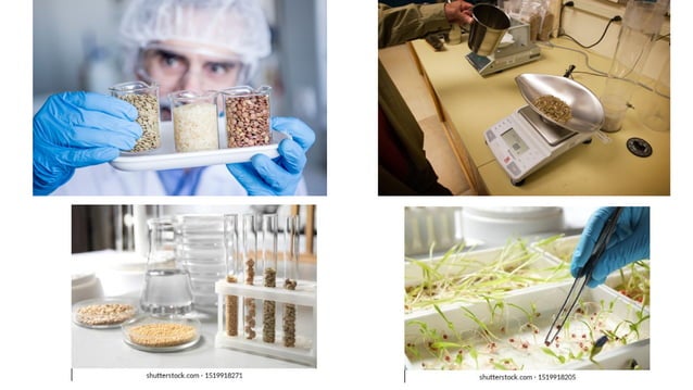 Seed Testing for Grade 12 students. PPts | PPT