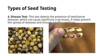 Seed Testing for Grade 12 students. PPts | PPT