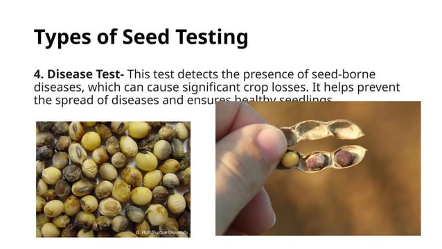 Seed Testing for Grade 12 students. PPts | PPT