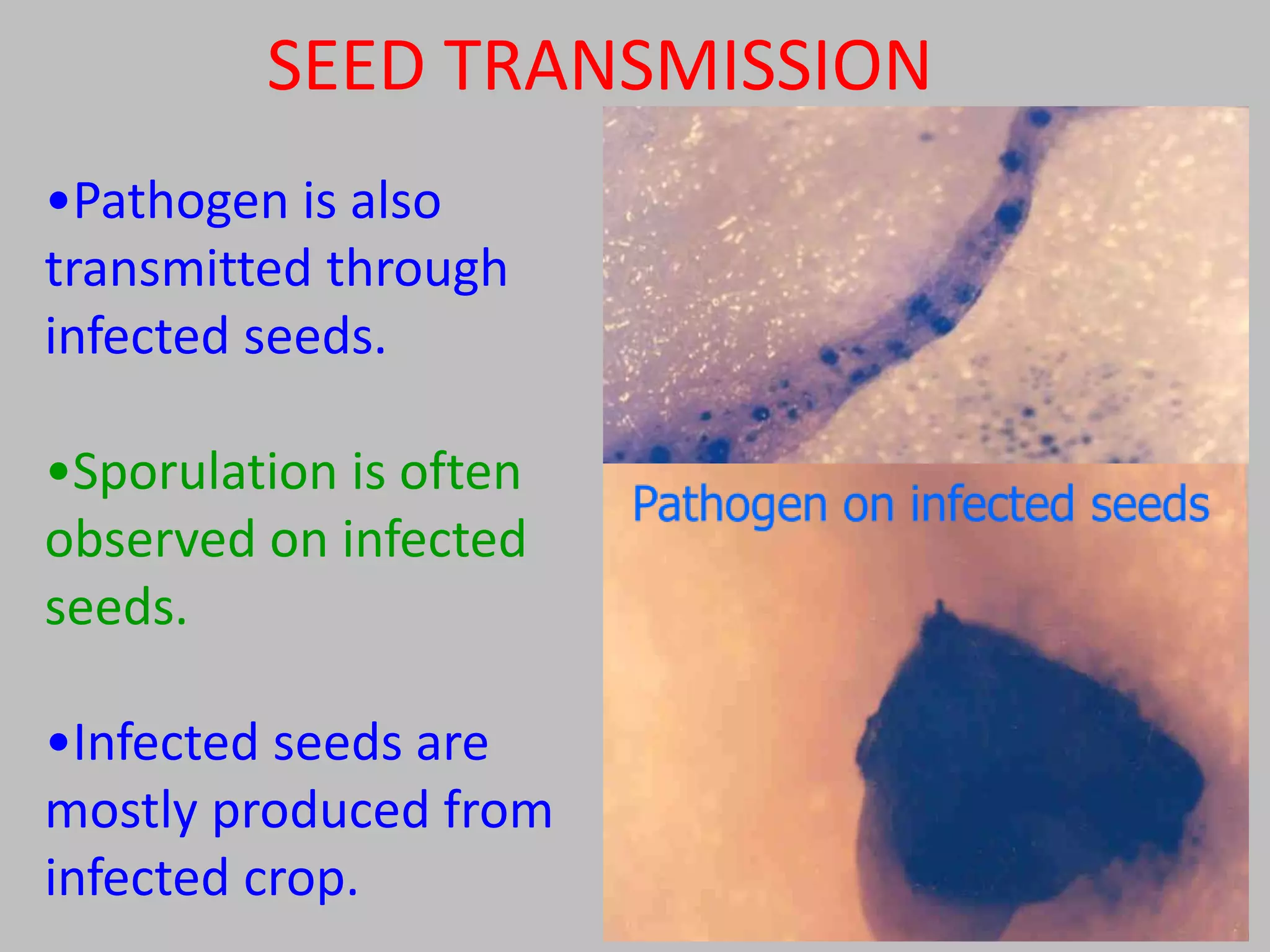 SEED TREATMENT PRACTICAL.pptx