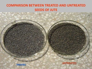 SEED TREATMENT PRACTICAL.pptx