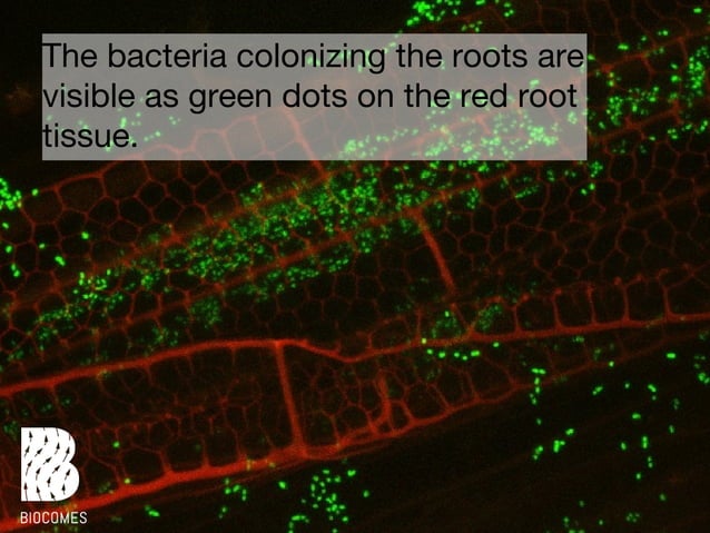 Seed treatment development for the control of Verticillium wilt | PPT Seed treatment development for the control of Verticillium wilt | PPT