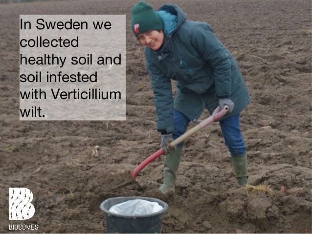 Seed treatment development for the control of Verticillium wilt Seed treatment development for the control of Verticillium wilt