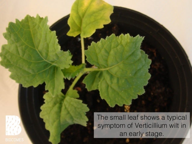 Seed treatment development for the control of Verticillium wilt Seed treatment development for the control of Verticillium wilt