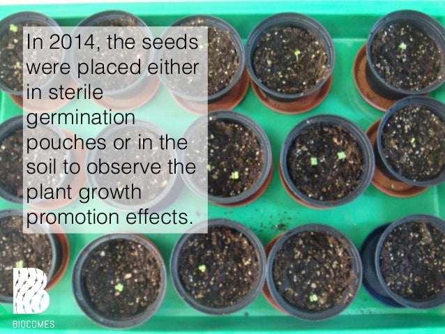Seed treatment development for the control of Verticillium wilt Seed treatment development for the control of Verticillium wilt